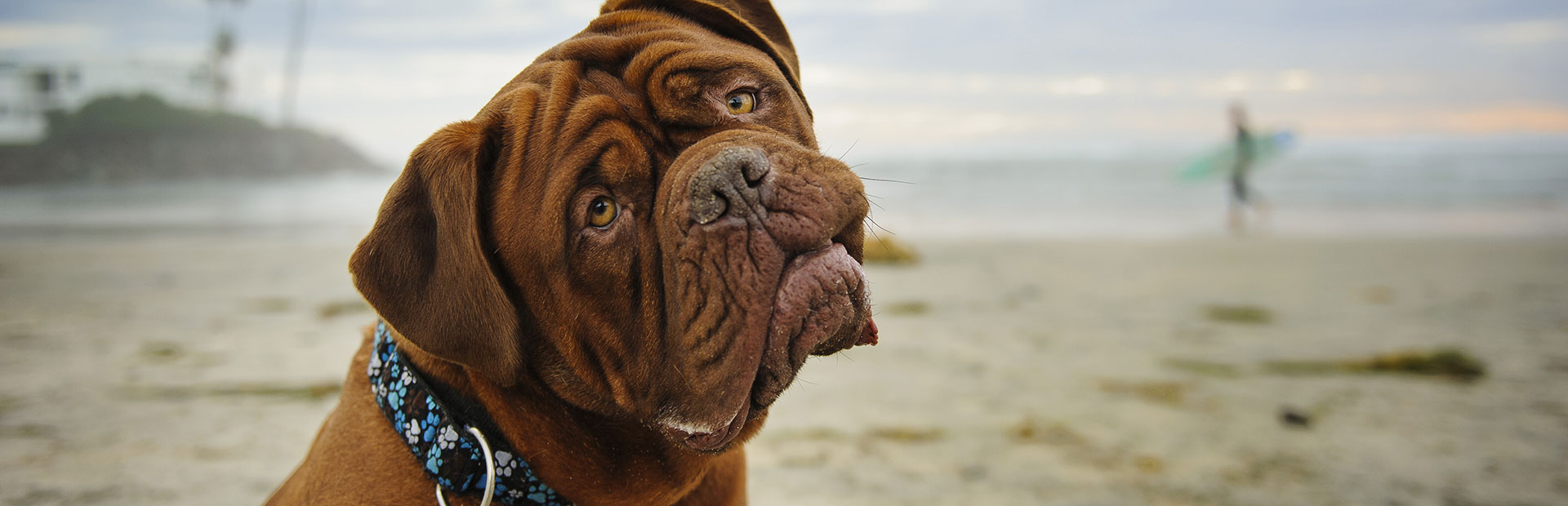 Small Animal Radiology - JRX Diagnostics